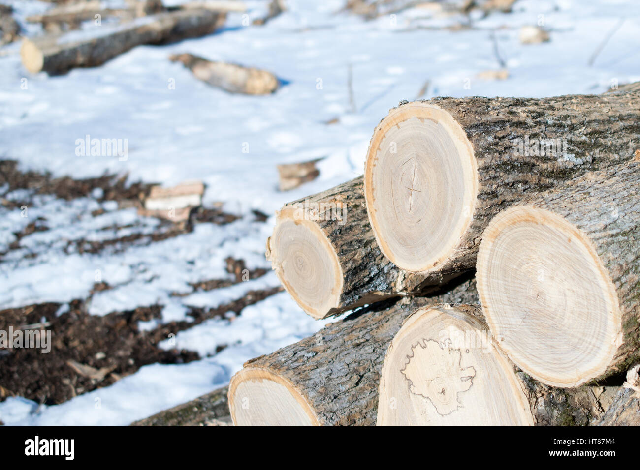 Black ash fraxinus nigra hi-res stock photography and images - Alamy