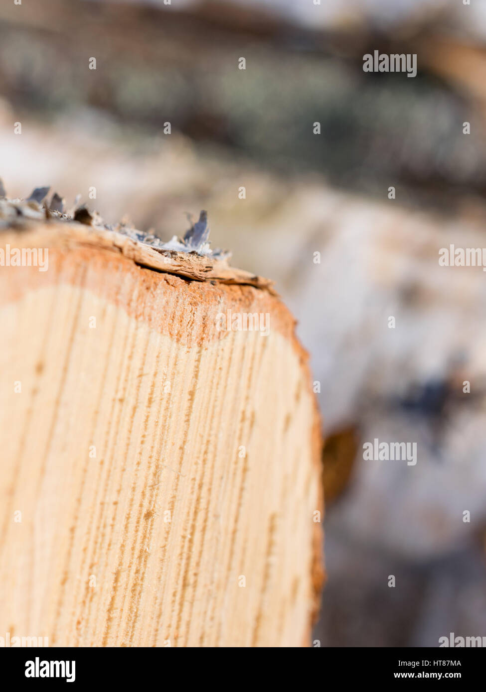 Blurred Birch Log Stock Photo - Alamy