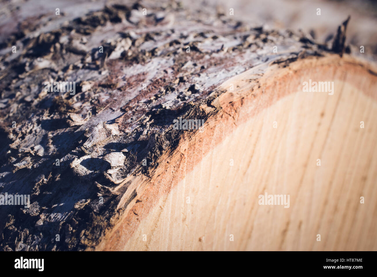 Wallpaper birch cut tree hi-res stock photography and images - Alamy