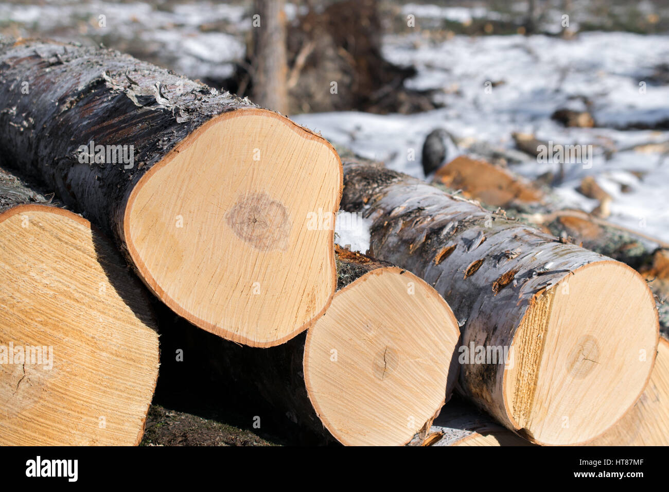 Birch log pile hi-res stock photography and images - Alamy