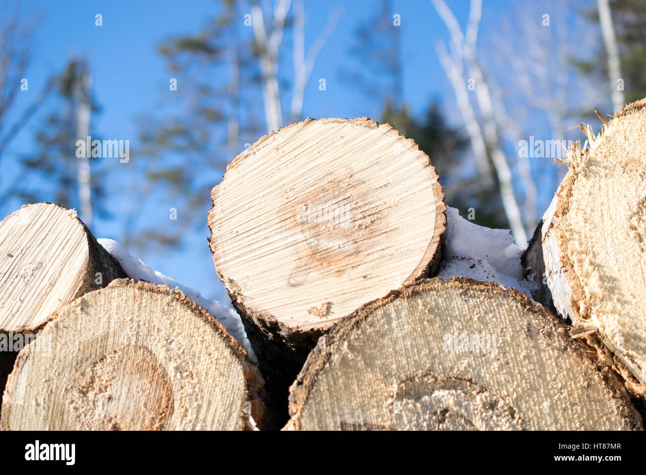 Quaking Aspen Logs in Winter Stock Photo - Alamy