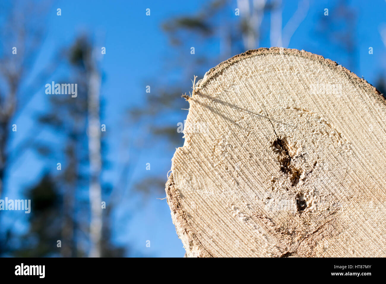 Aspen Log End Stock Photo - Alamy