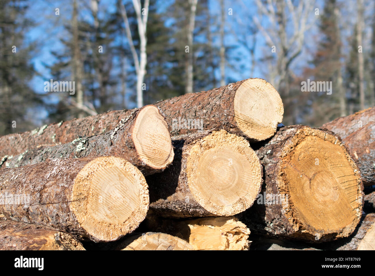 Tamarack log pile hi-res stock photography and images - Alamy