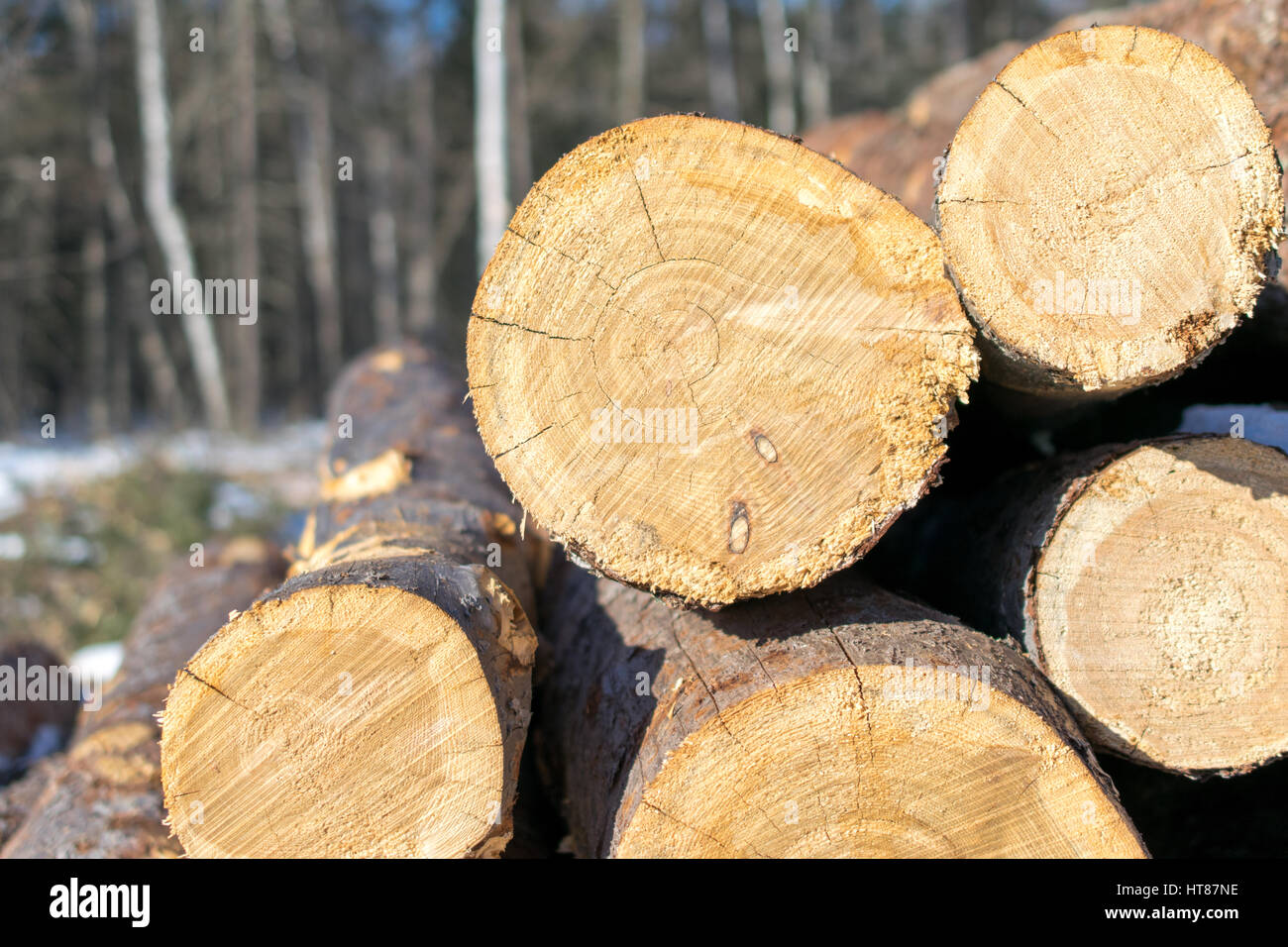 Larch Log End Detail Stock Photo - Alamy