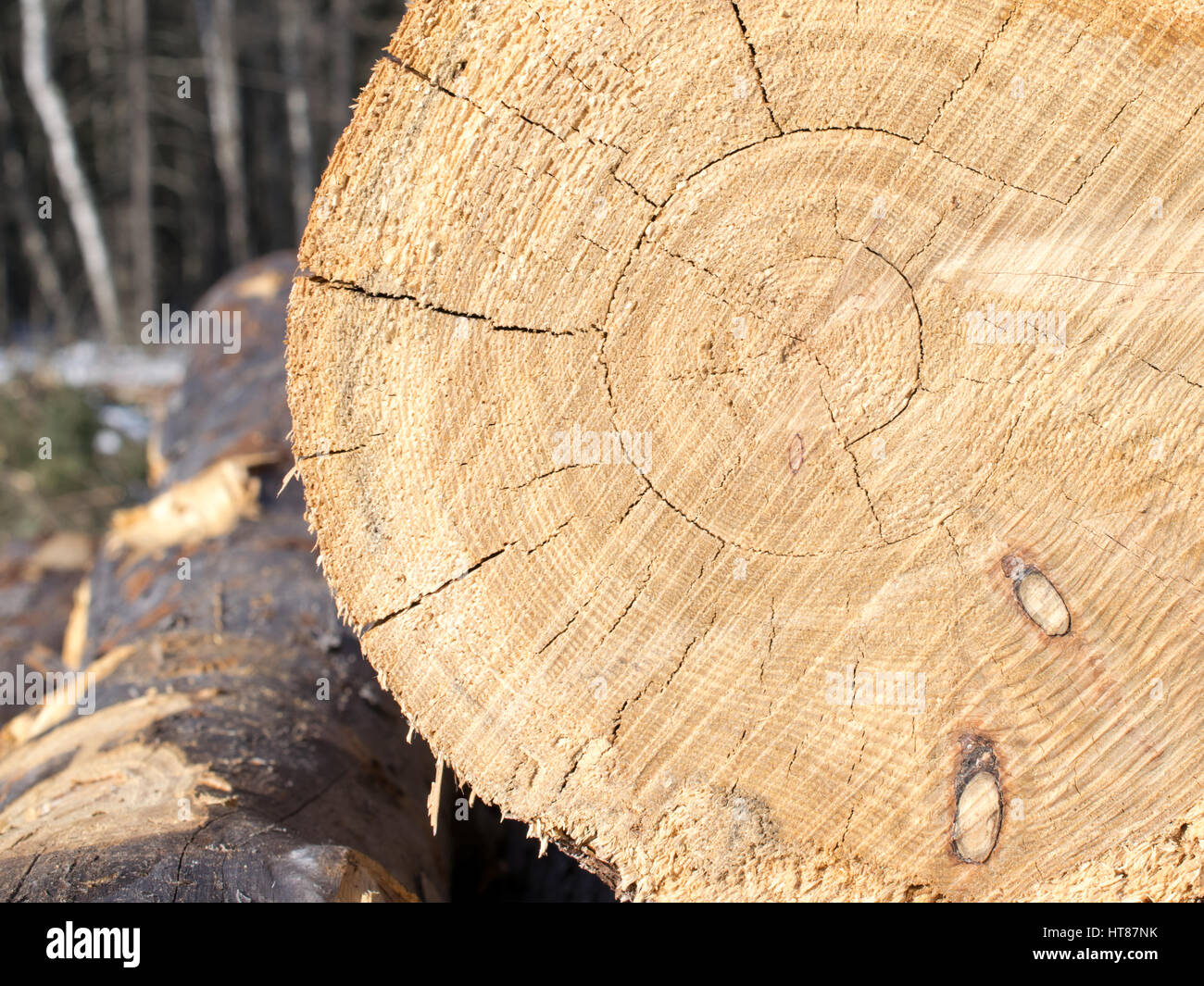 Tamarack log pile hi-res stock photography and images - Alamy