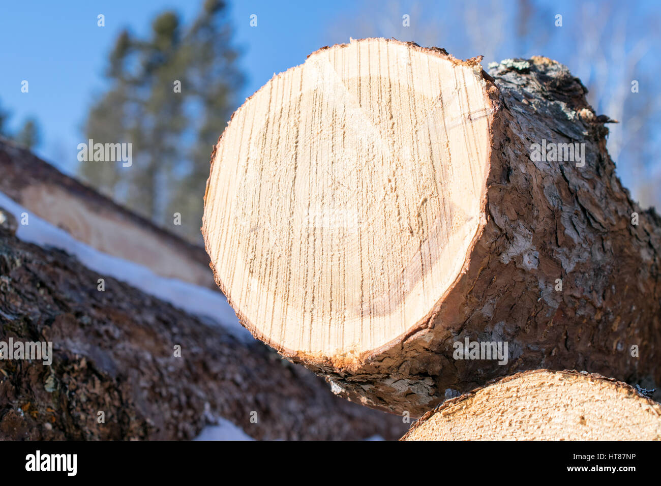 Tamarack log pile hi-res stock photography and images - Alamy