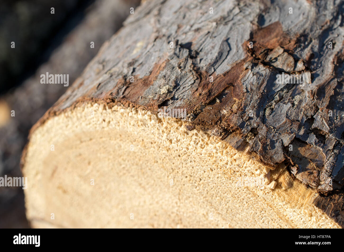 Closeup of Larch Log Stock Photo - Alamy