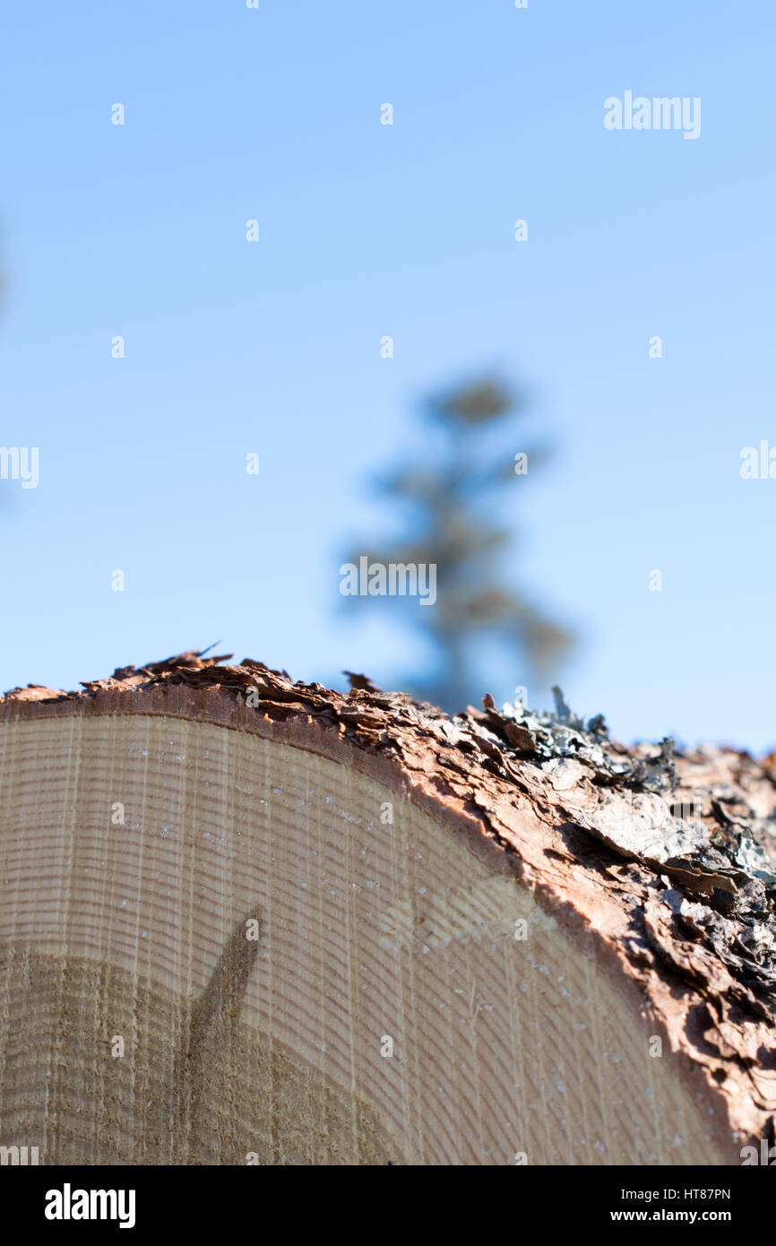 Tamarack log pile hi-res stock photography and images - Alamy