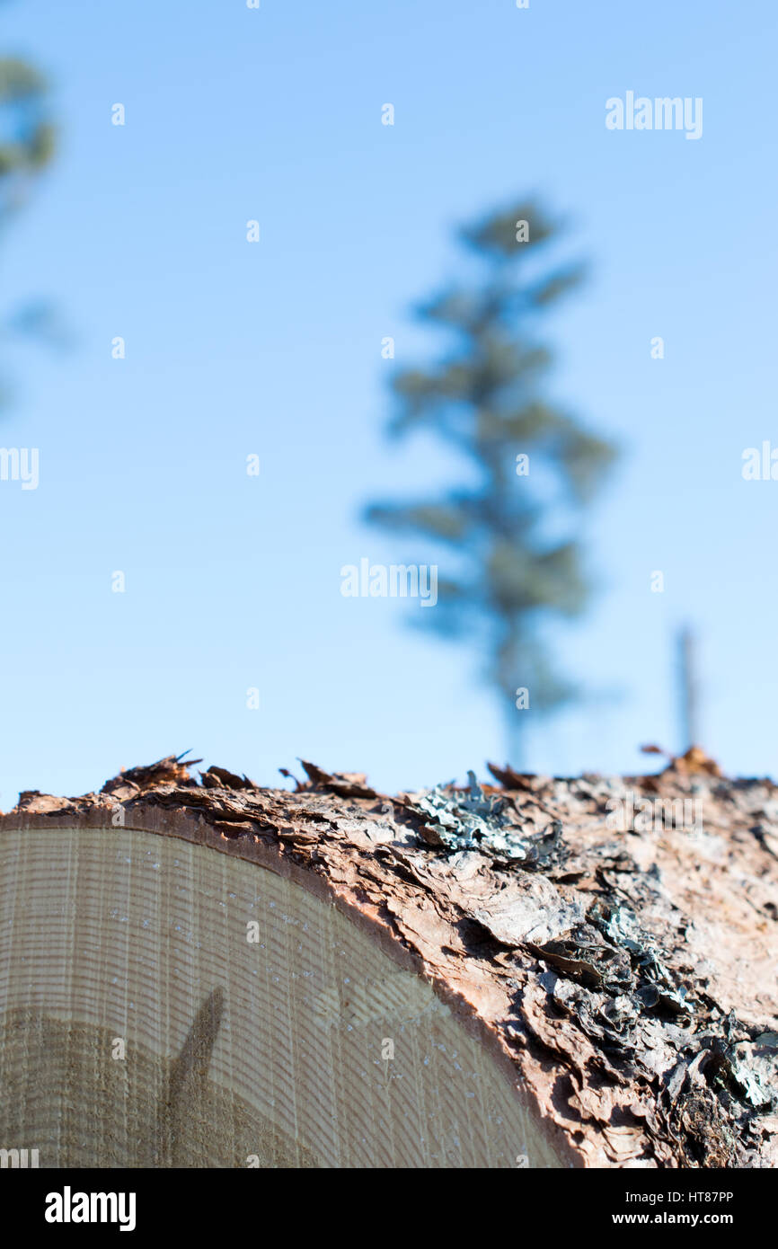 Tamarack log pile hi-res stock photography and images - Alamy