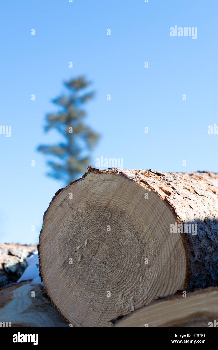 Tamarack pine hi-res stock photography and images - Alamy