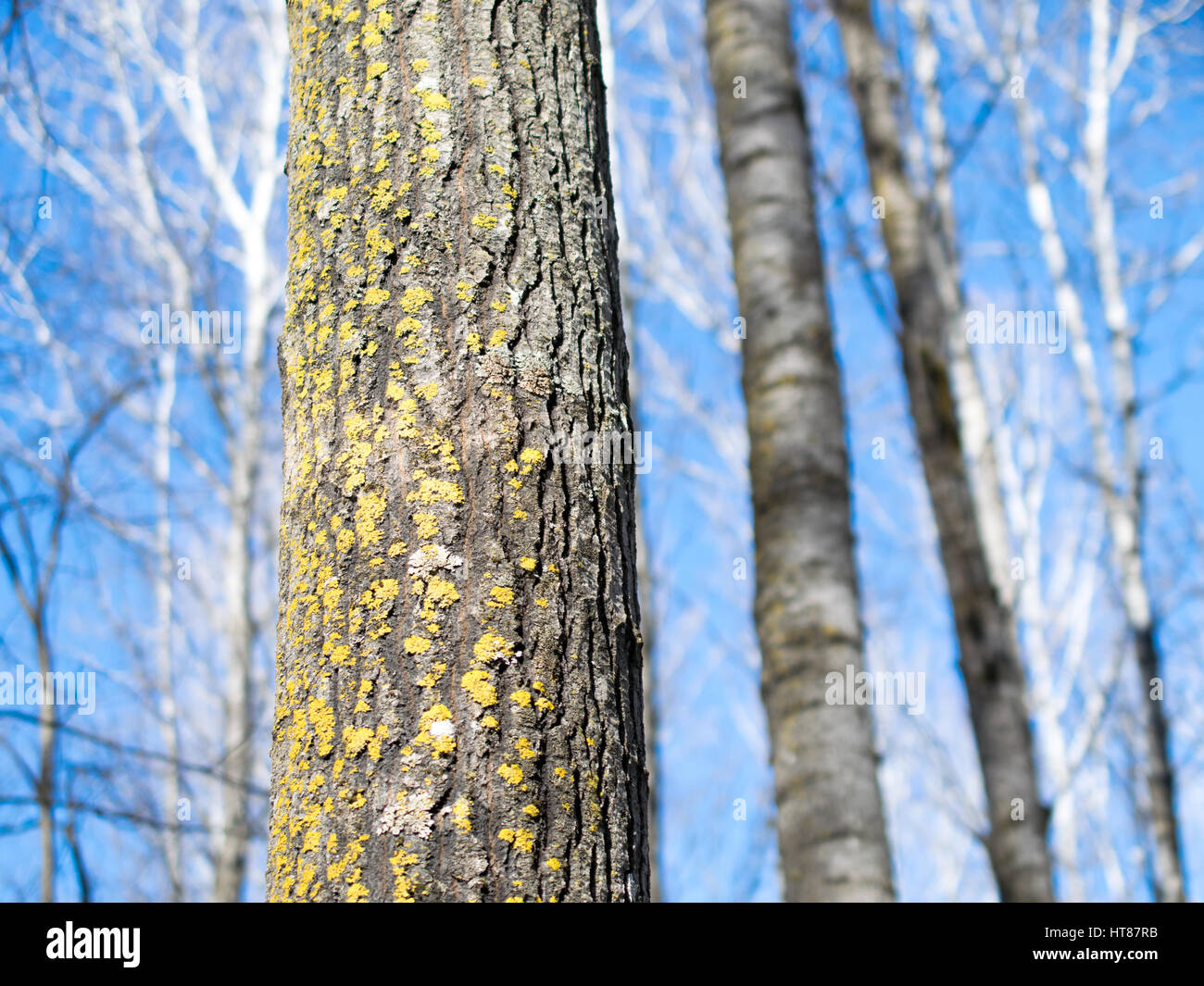 Stand of quaking aspen hi-res stock photography and images - Alamy