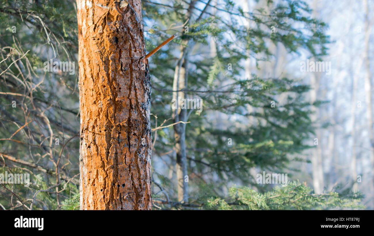 Orange Painted Boundary Tree Stock Photo - Alamy