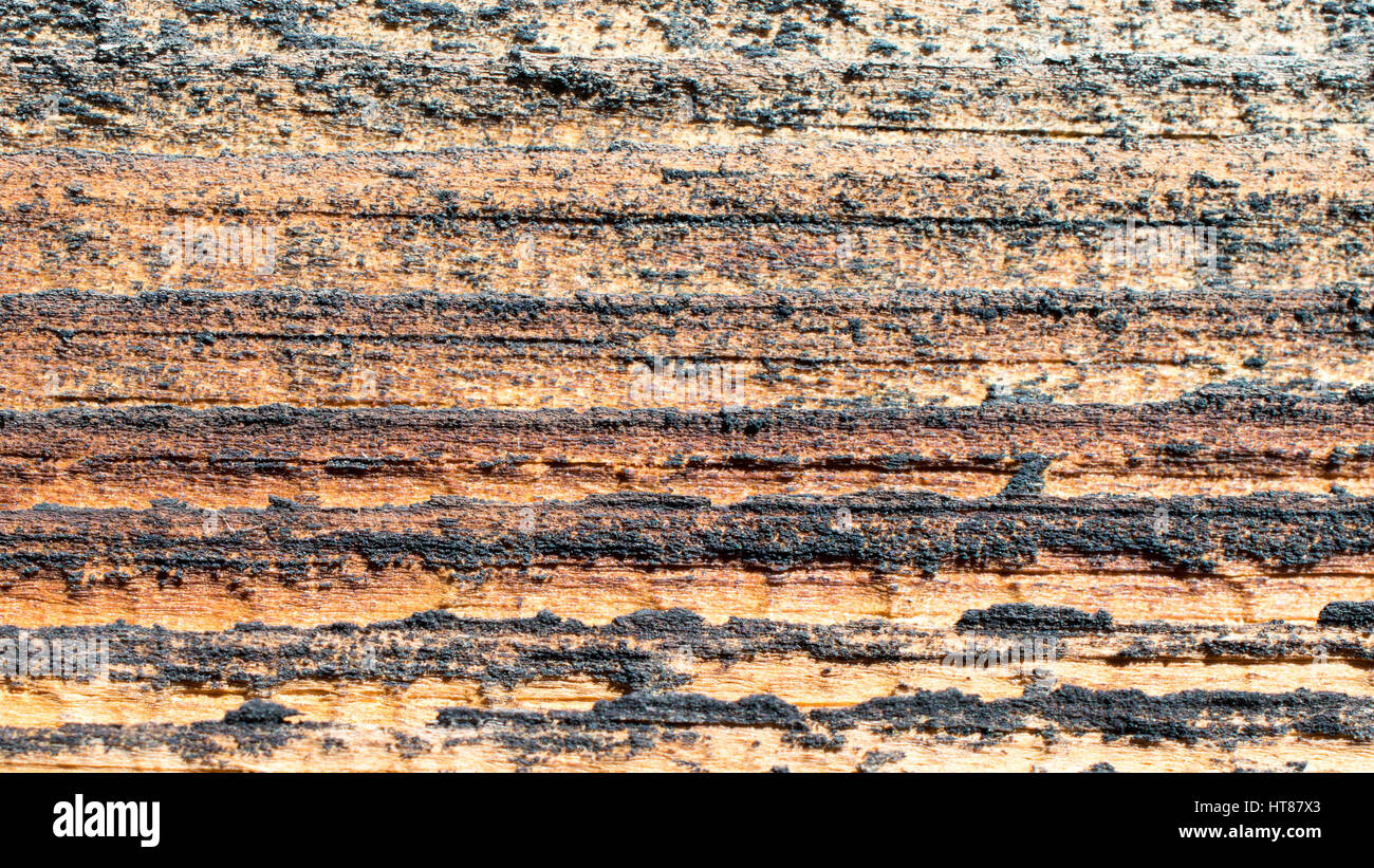 Weathered and Worn Wood on Abandoned Barn Stock Photo - Alamy