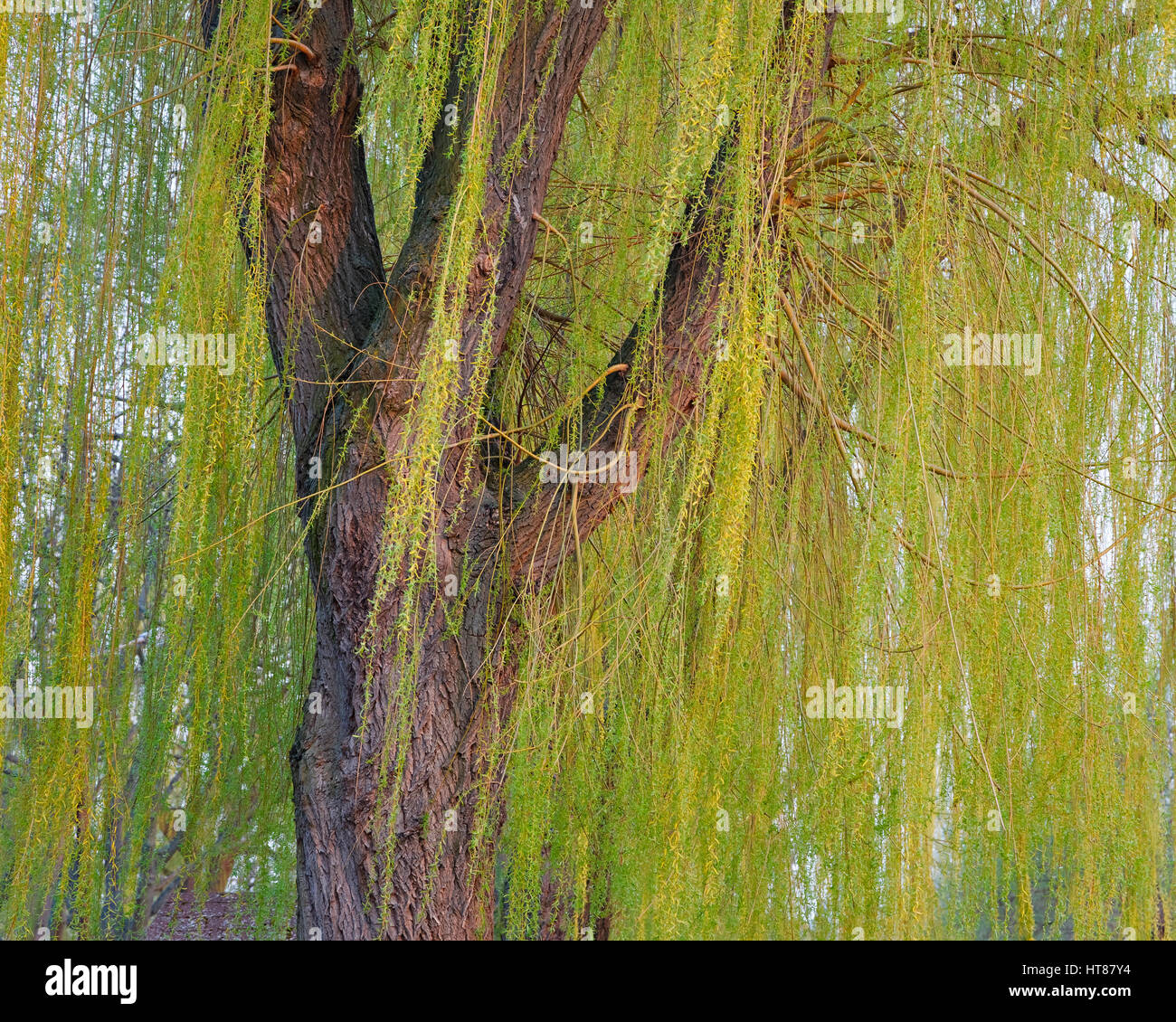 Blooming weeping willow tree Stock Photo - Alamy