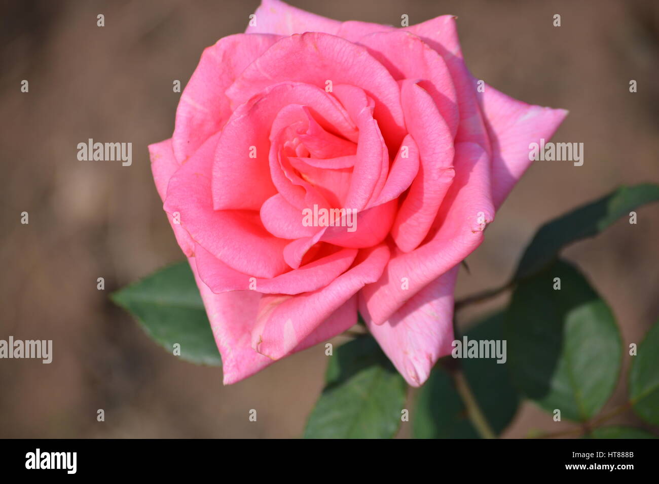 Pink rose garden inspiration hi-res stock photography and images - Alamy