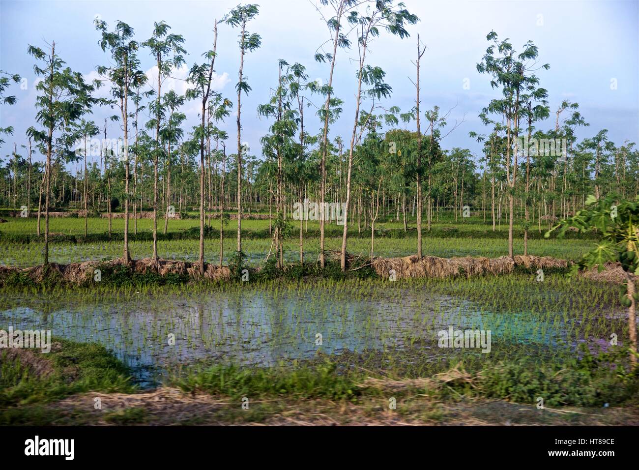 Padi Field High Resolution Stock Photography and Images - Alamy