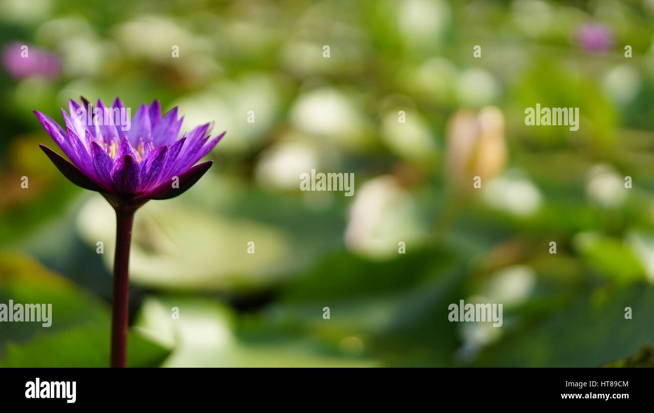 The lotus flower. Background is the lotus leaf and lotus flower ...