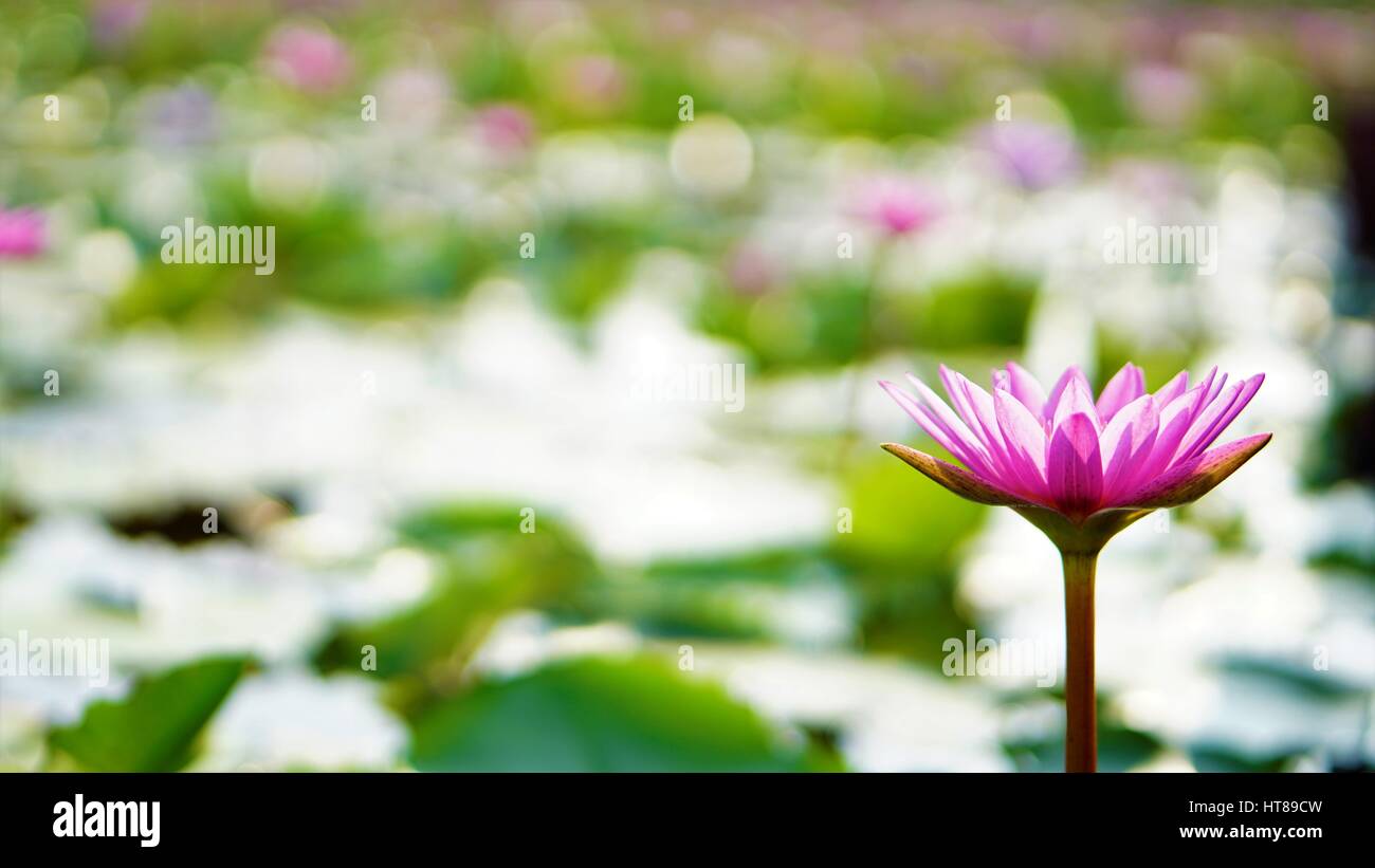 The lotus flower. Background is the lotus leaf and lotus flower ...