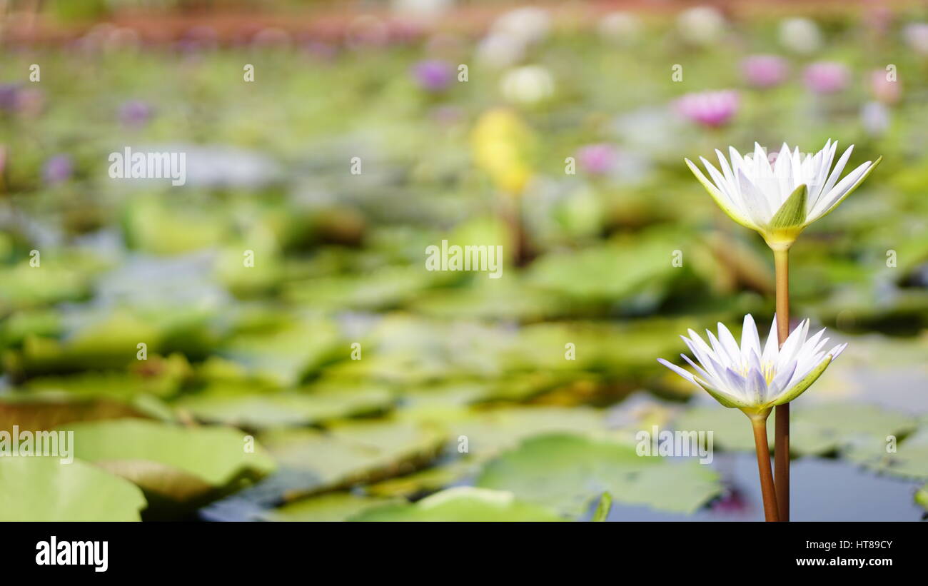 The lotus flower. Background is the lotus leaf and lotus flower ...