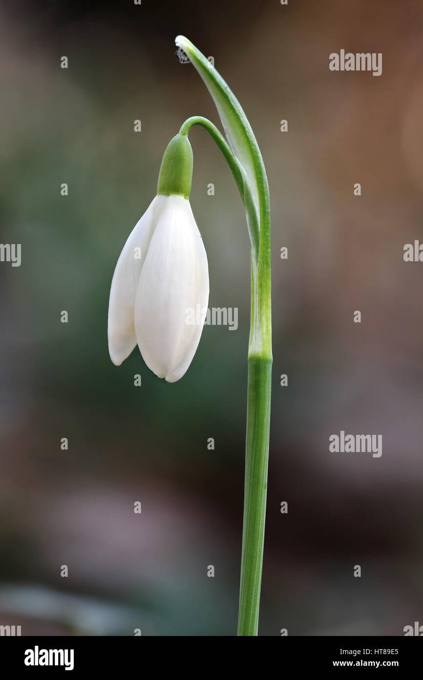 Detail of the snowdrop Stock Photo - Alamy