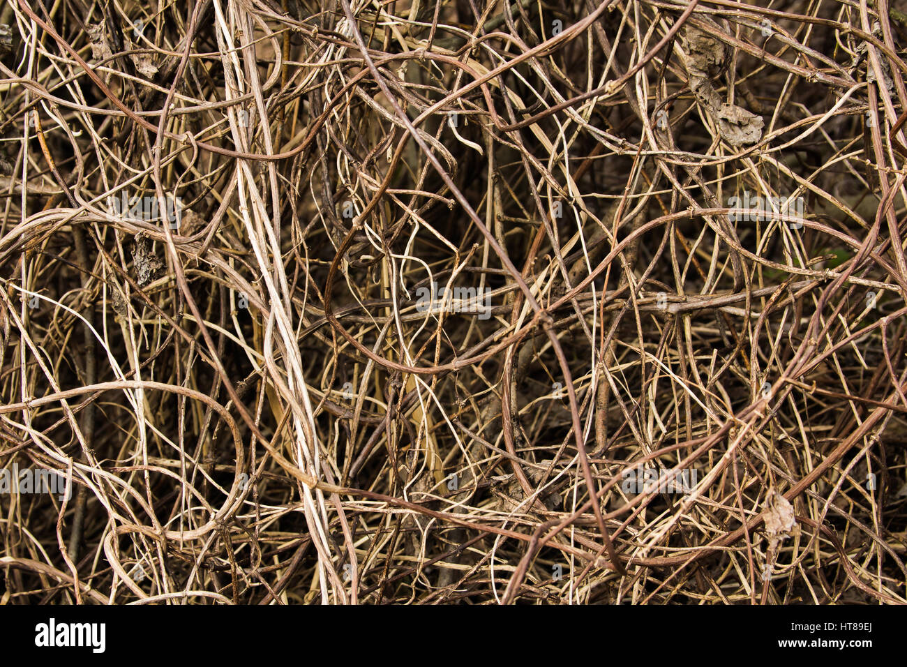 Dry trunks and branches of grape plant. Abstract grunge background ...