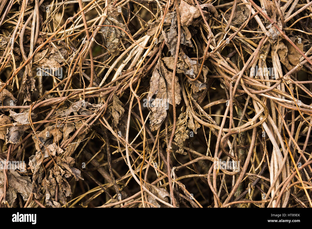 Dry trunks and branches of grape plant. Abstract grunge background ...
