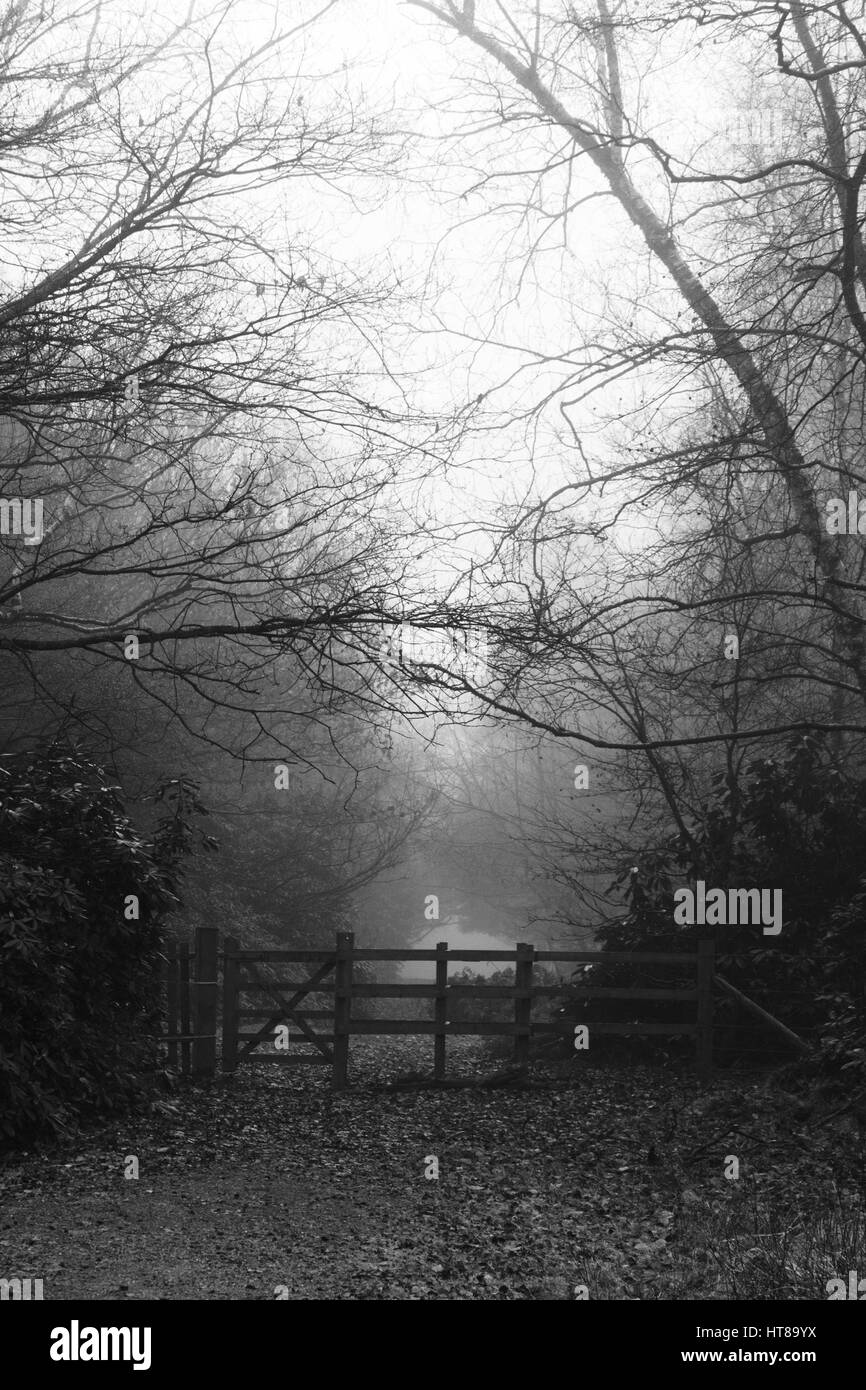Foggy january morning in Black and White Stock Photos & Images - Alamy
