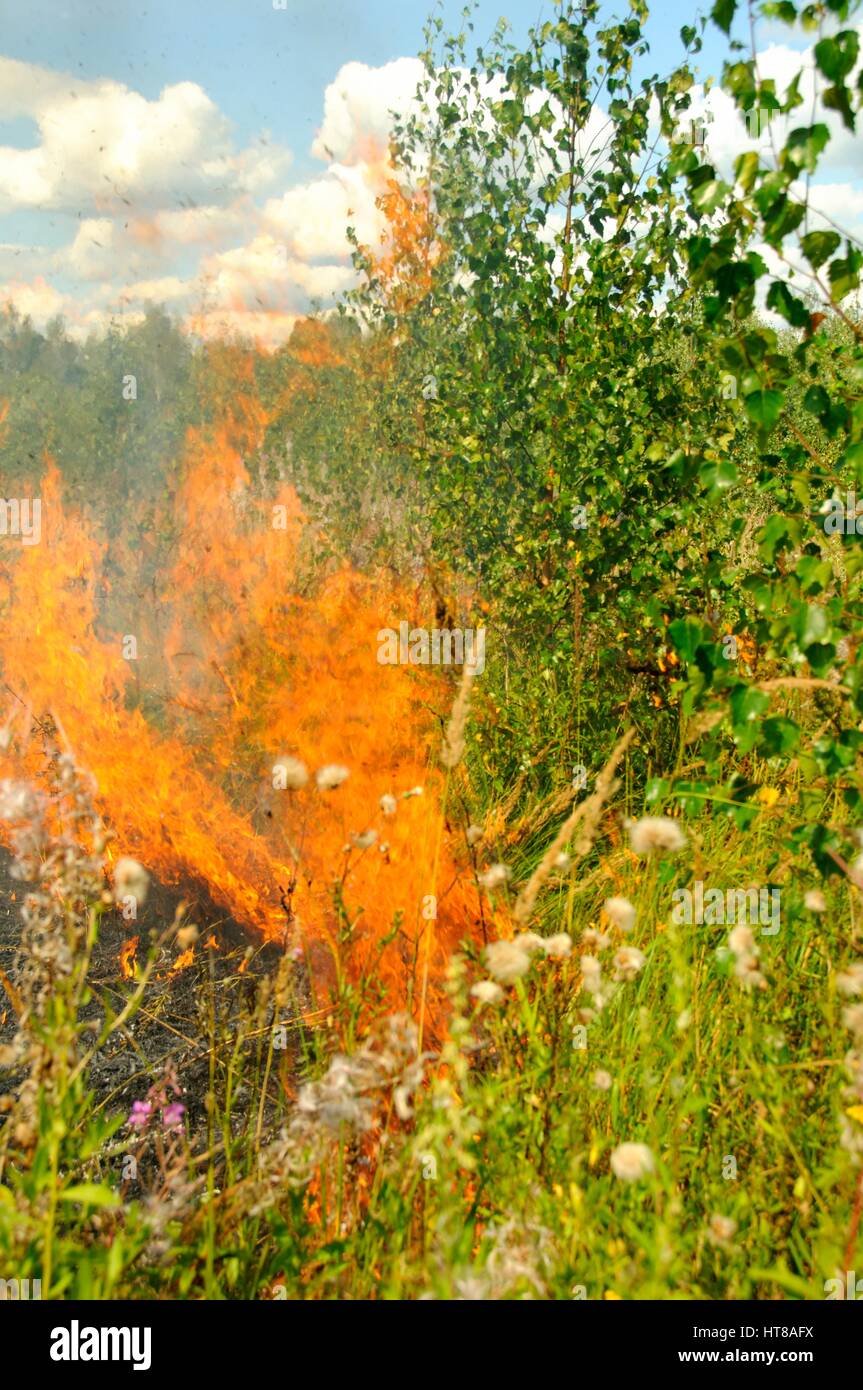 Fire in the grove. Adobe RGB Stock Photo - Alamy