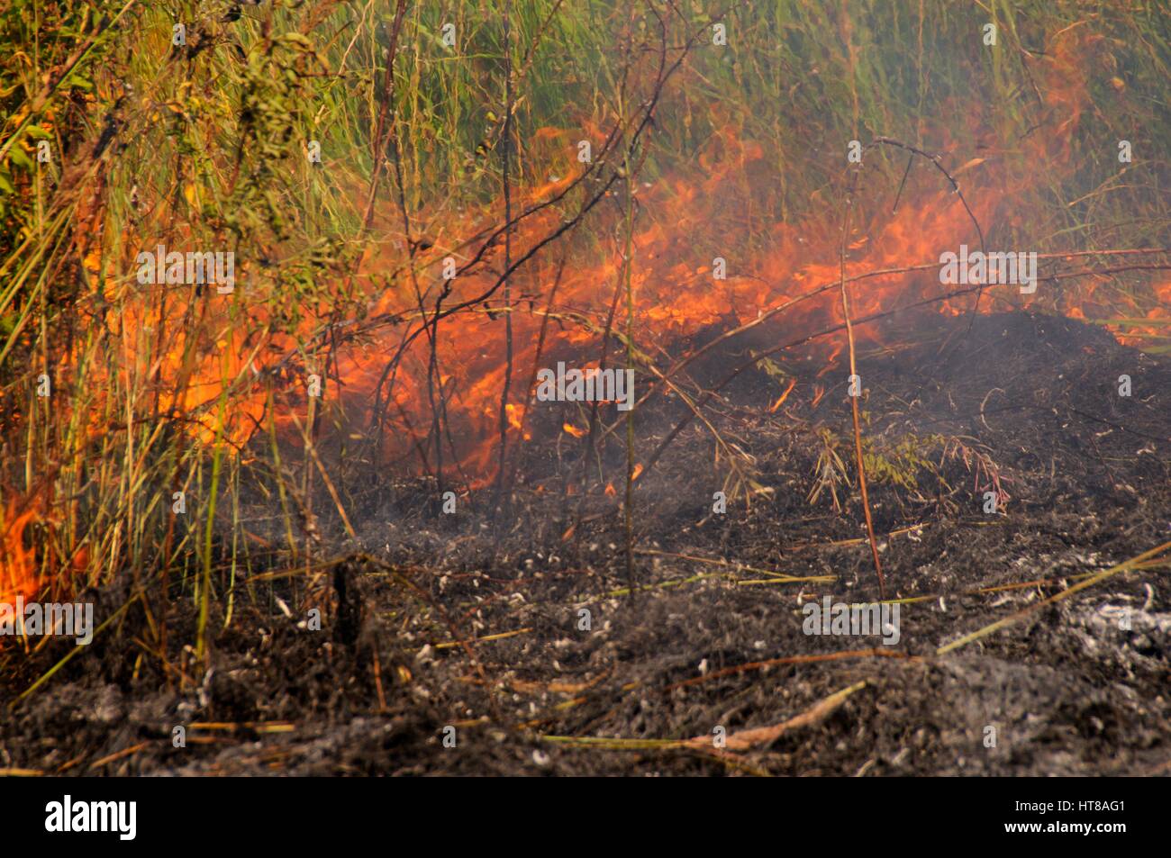 Fire in the grove. Adobe RGB Stock Photo - Alamy