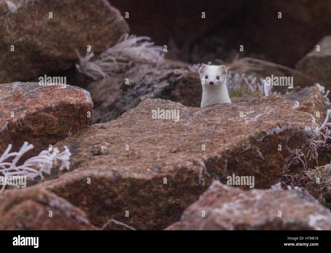 Ermine, Mustela erminea, having white winter fur, looking up among ...