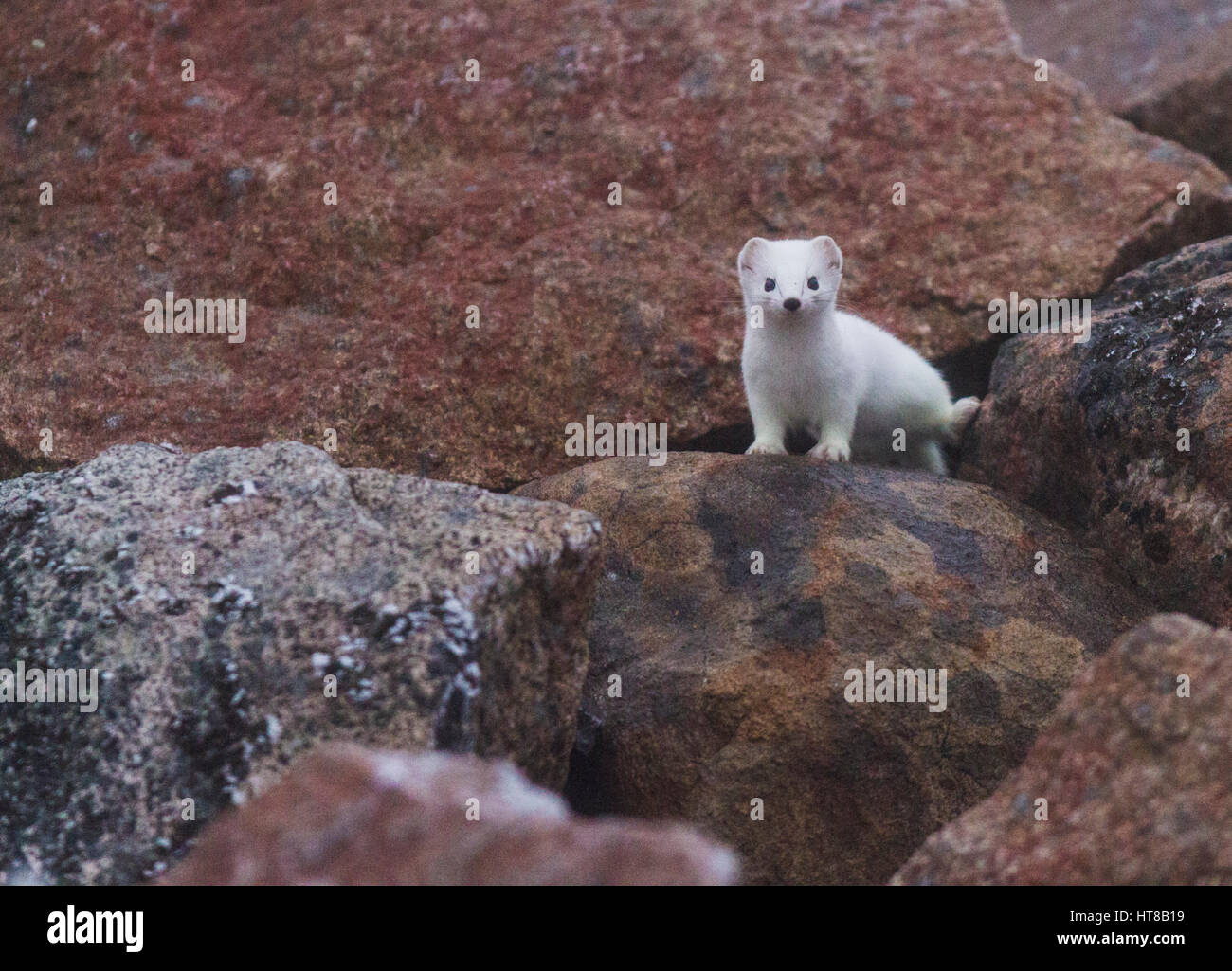 Ermine, Mustela erminea, having white winter fur, looking up among ...