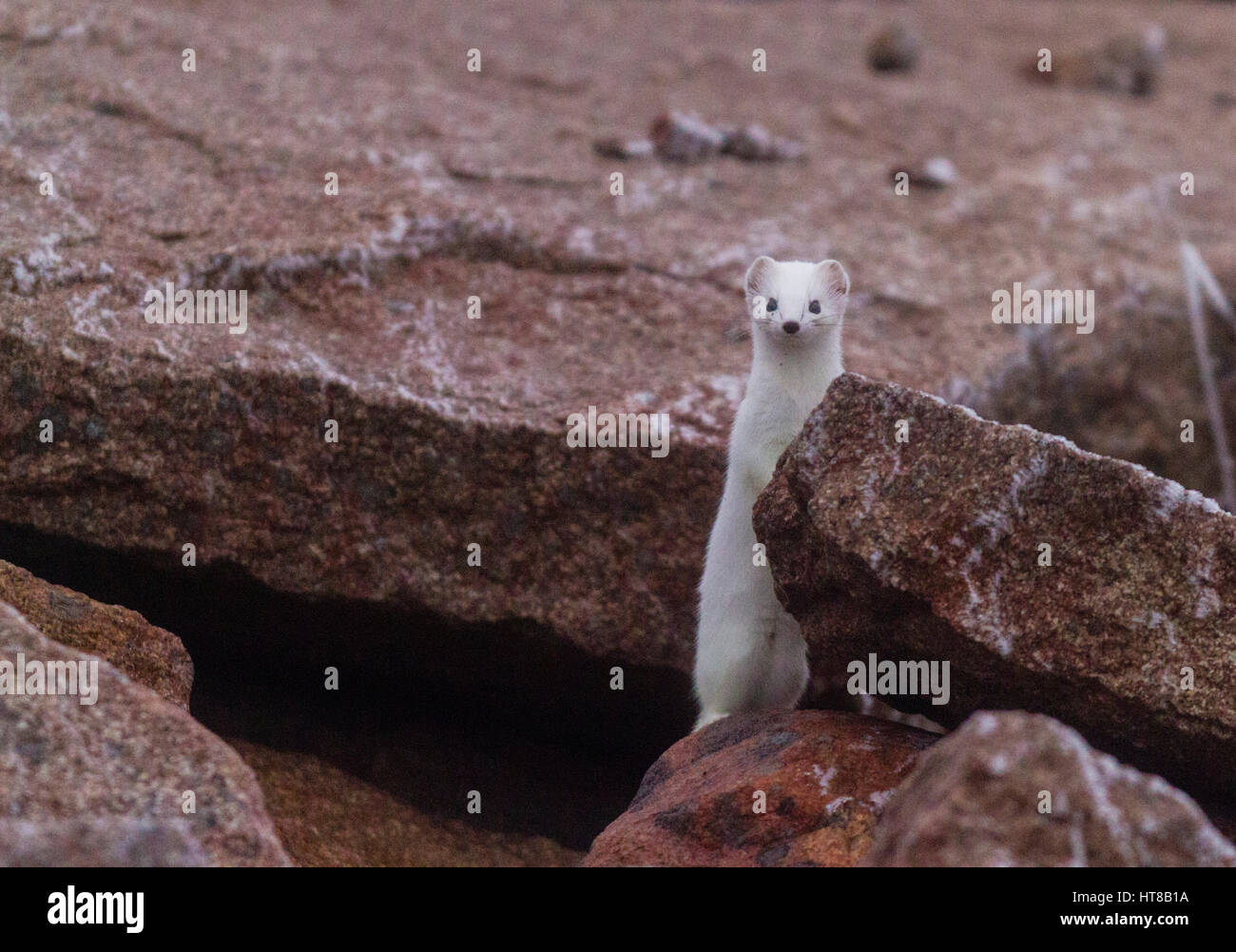 White ermine animal hi-res stock photography and images - Alamy