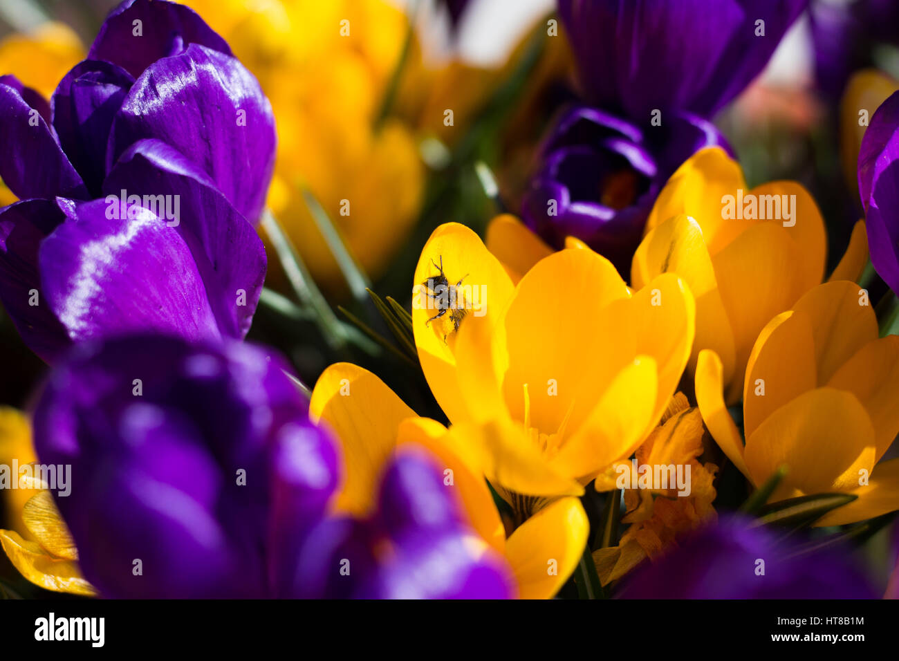 Bee pollinating purple crocus close hi-res stock photography and images ...