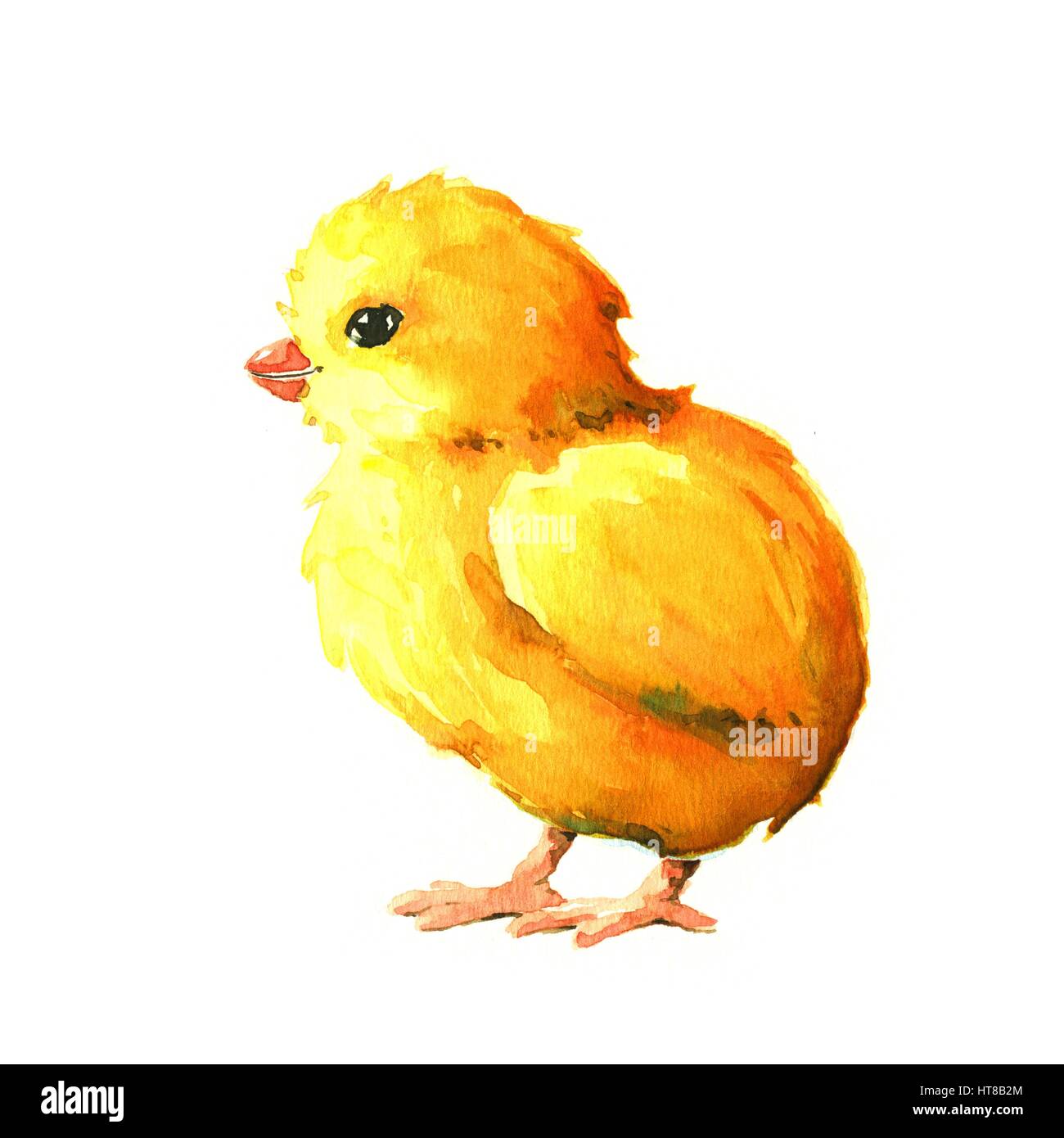 Chick. Watercolor illustration on a white background Stock Photo - Alamy