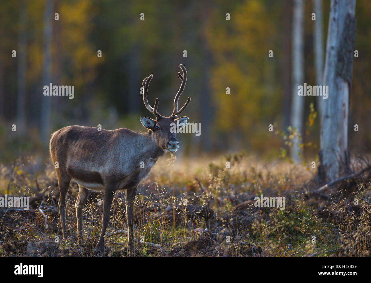 Reindeer in autumn season looking in to the camera and the forest ...