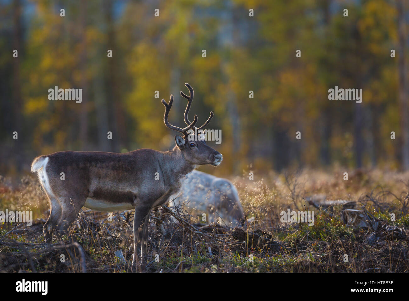 Reindeer With Calf High Resolution Stock Photography and Images - Alamy