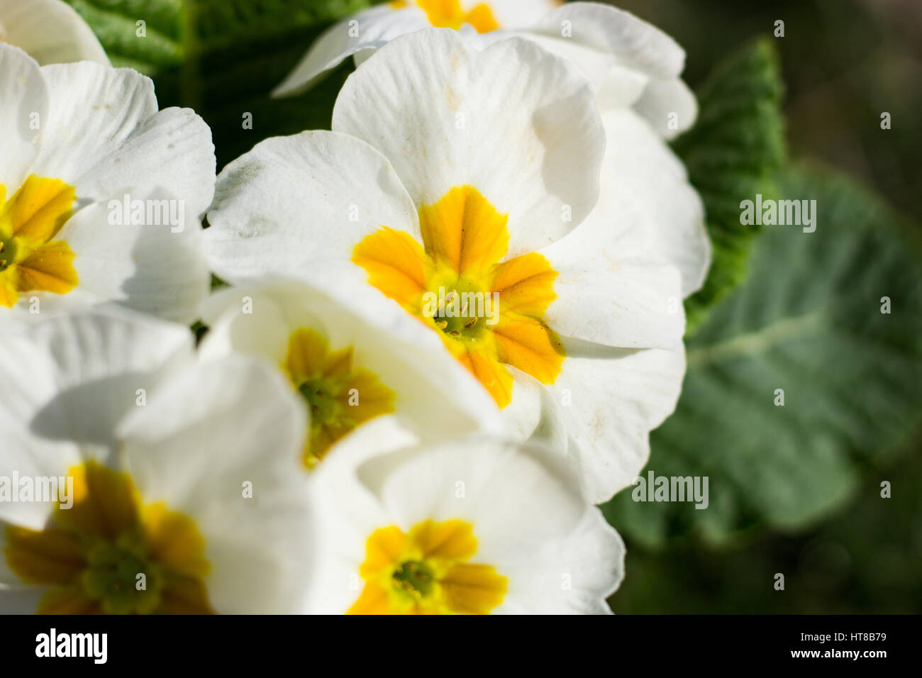 Cowslip in the Garden Stock Photo - Alamy