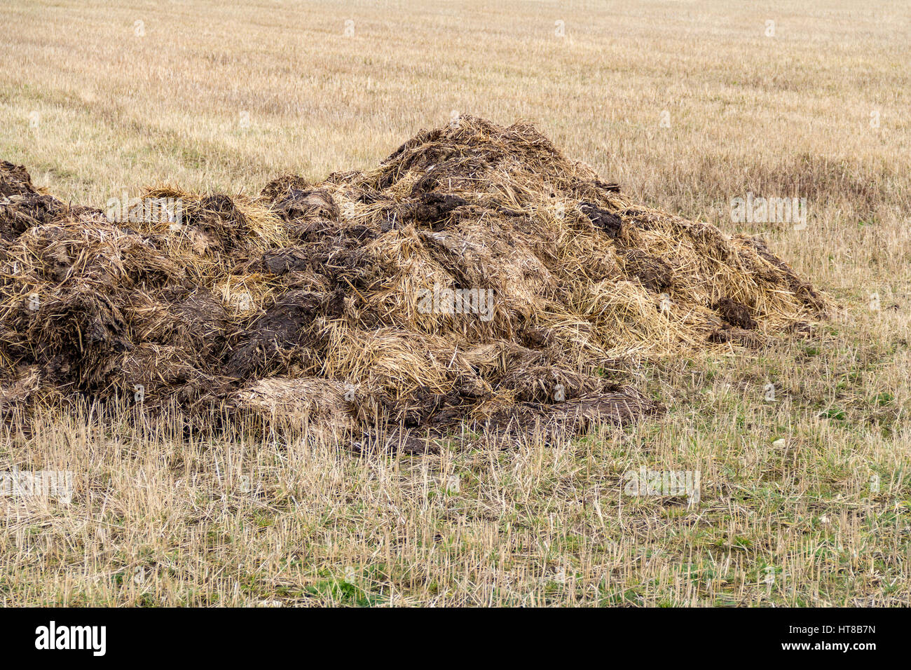 a rotting manure heap on a stubble field Stock Photo - Alamy