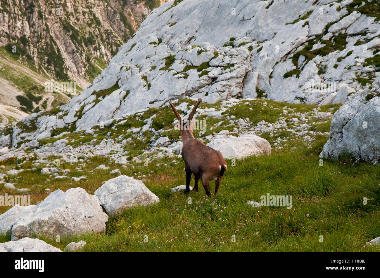 Beautiful european mountain goat in Julian Alps, Slovenia Stock Photo ...