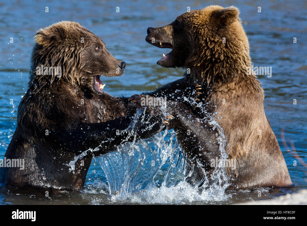 A pair of wild bears playing in a lake in their natural habitat Stock ...