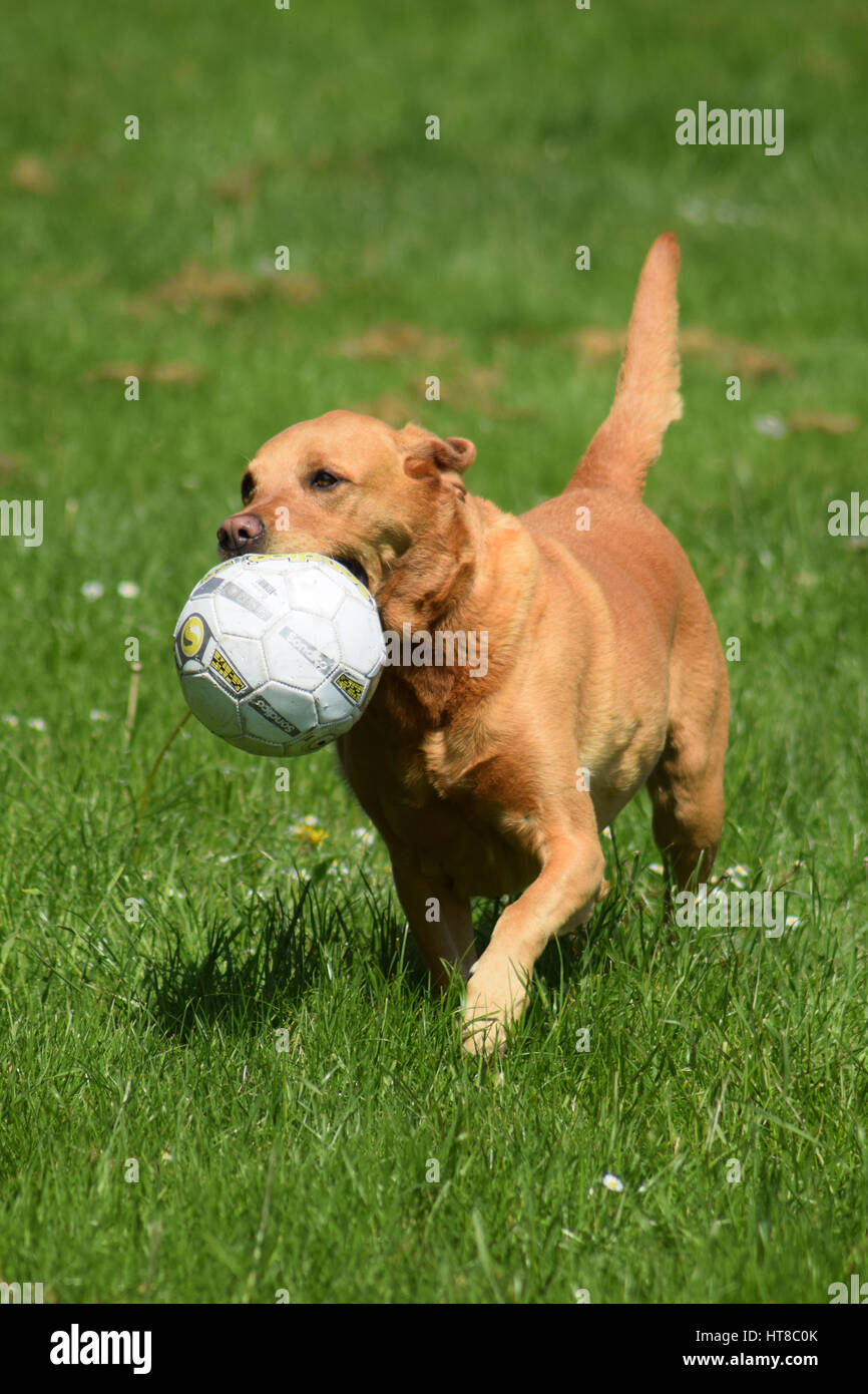 Fox Red Labrador with football Stock Photo - Alamy