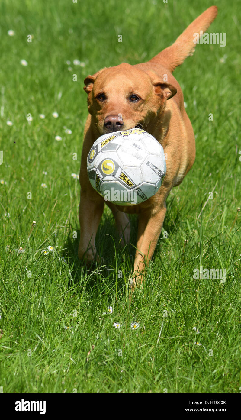 Fox Red Labrador with football Stock Photo - Alamy