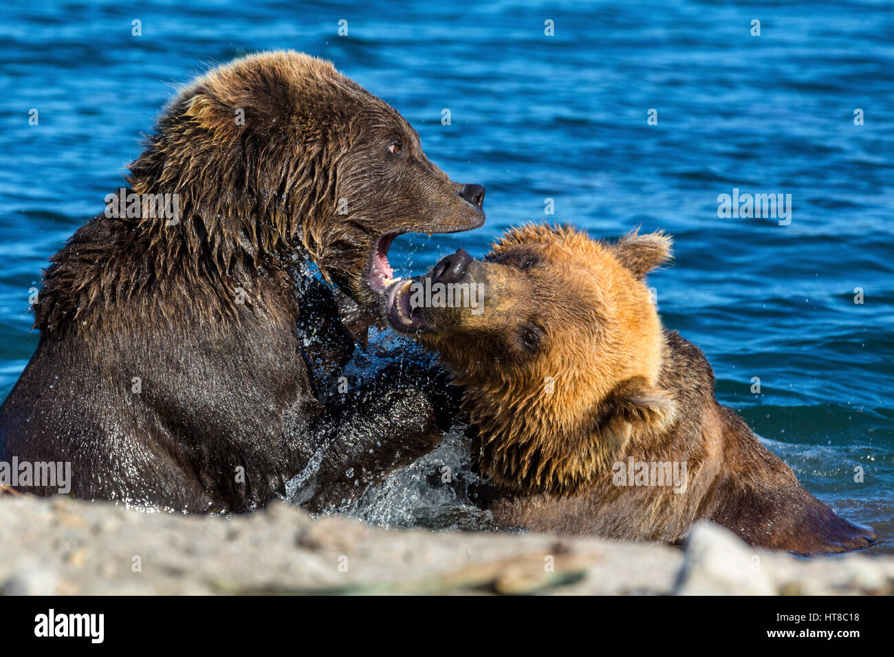 A pair of wild bears playing in a lake in their natural habitat Stock ...