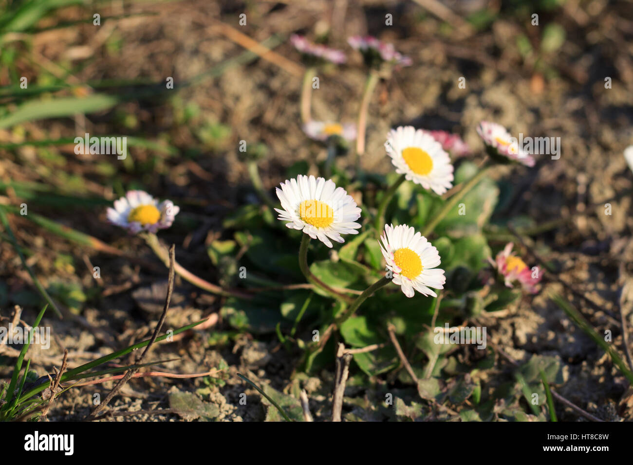 Daisy in the Garden Stock Photo - Alamy