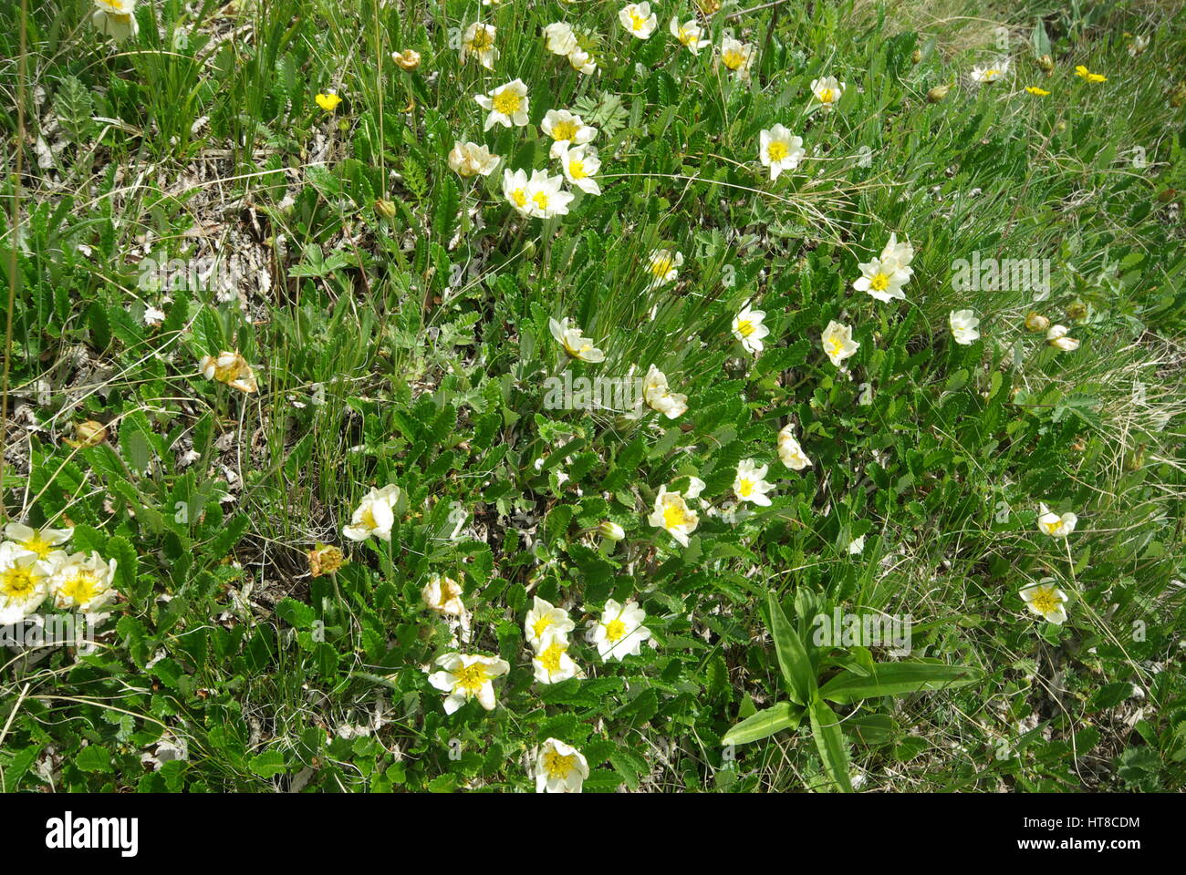 Beautiful mountain flowers. Flora of mountain ranges Stock Photo - Alamy