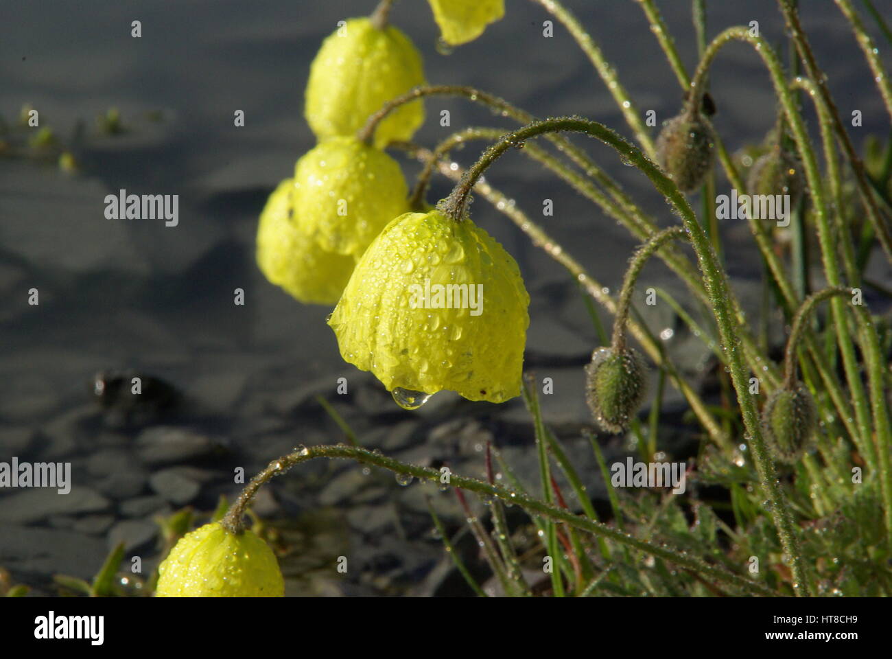 Beautiful mountain flowers. Flora of mountain ranges Stock Photo - Alamy