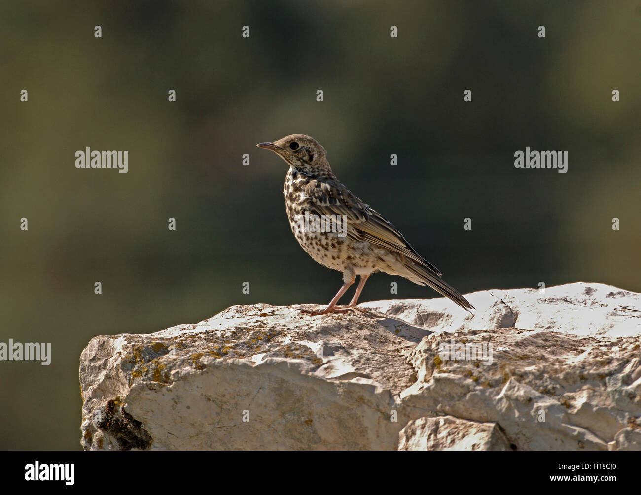 Young mistle thrush hi-res stock photography and images - Alamy
