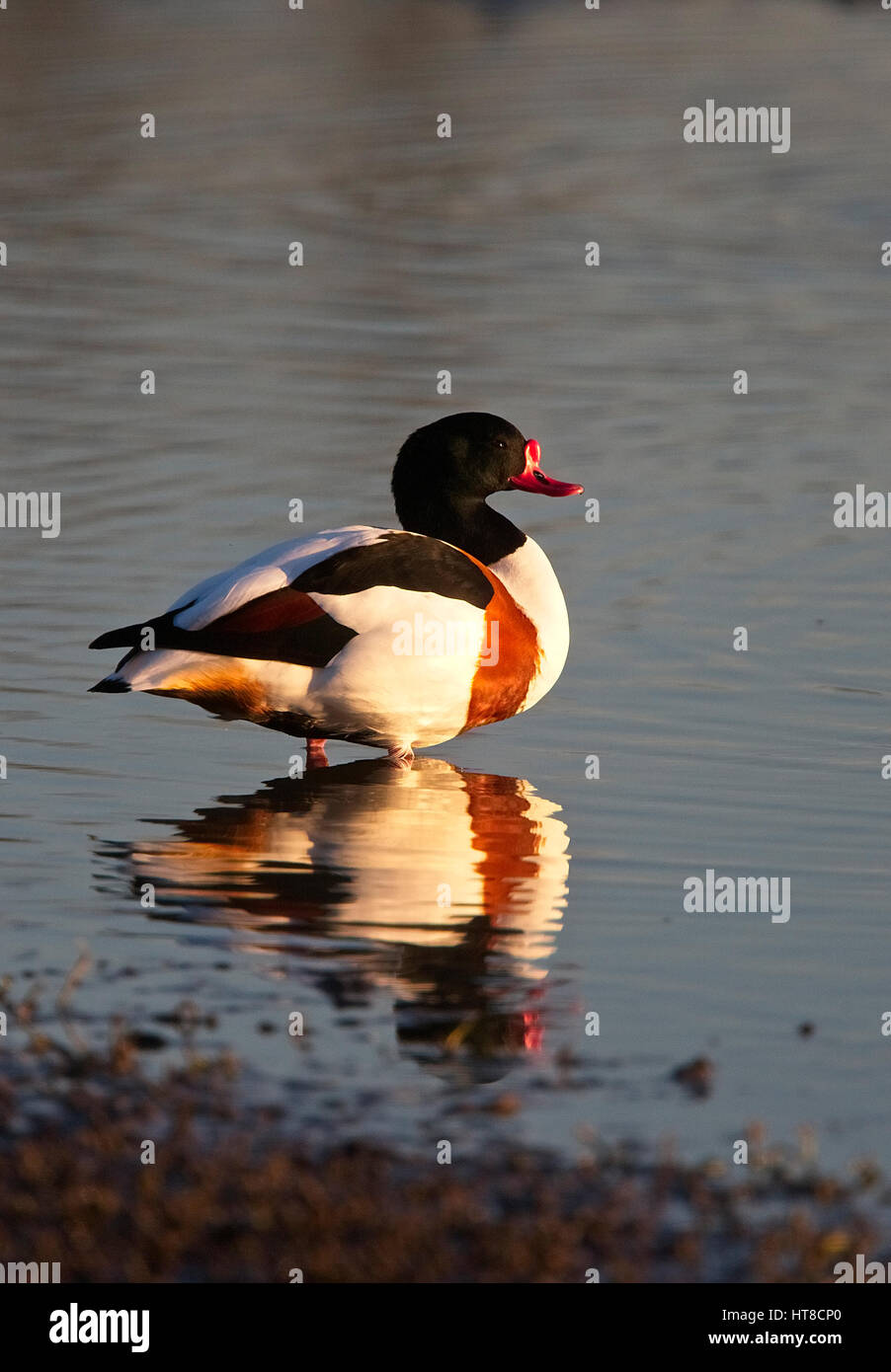 Common shelduck uk hi-res stock photography and images - Alamy