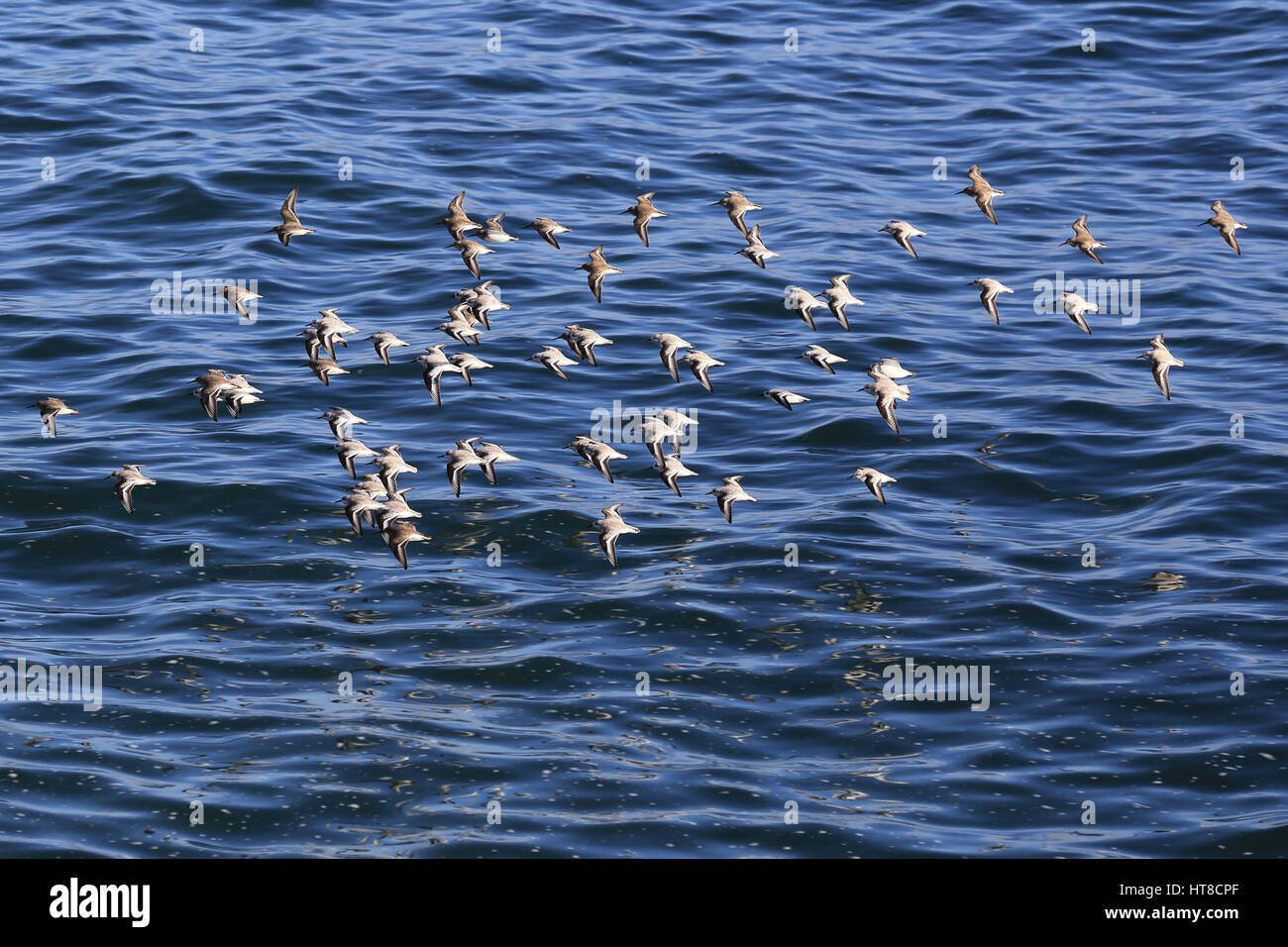 Waders flying uk hi-res stock photography and images - Alamy