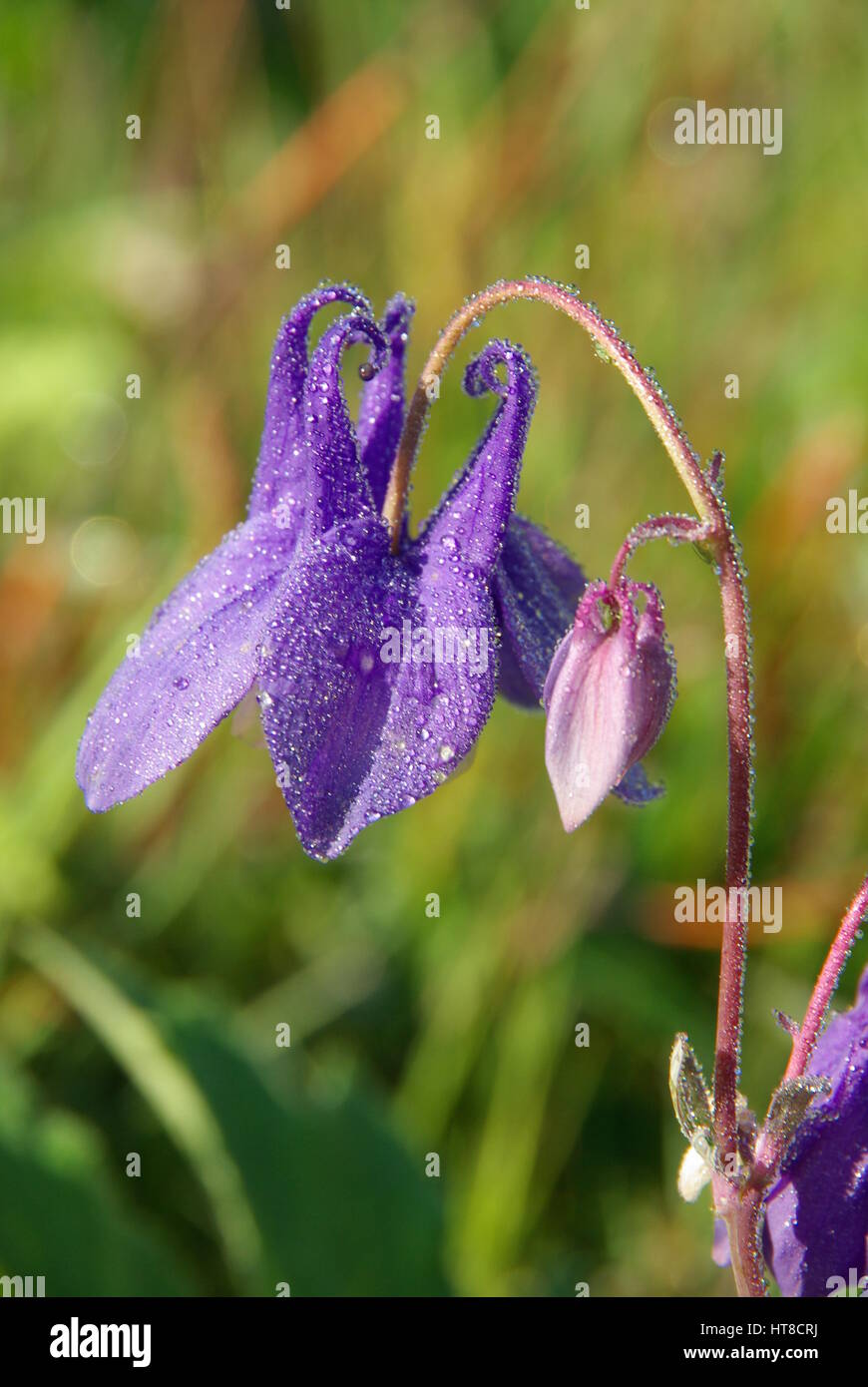 Beautiful mountain flowers. Flora of mountain ranges Stock Photo - Alamy